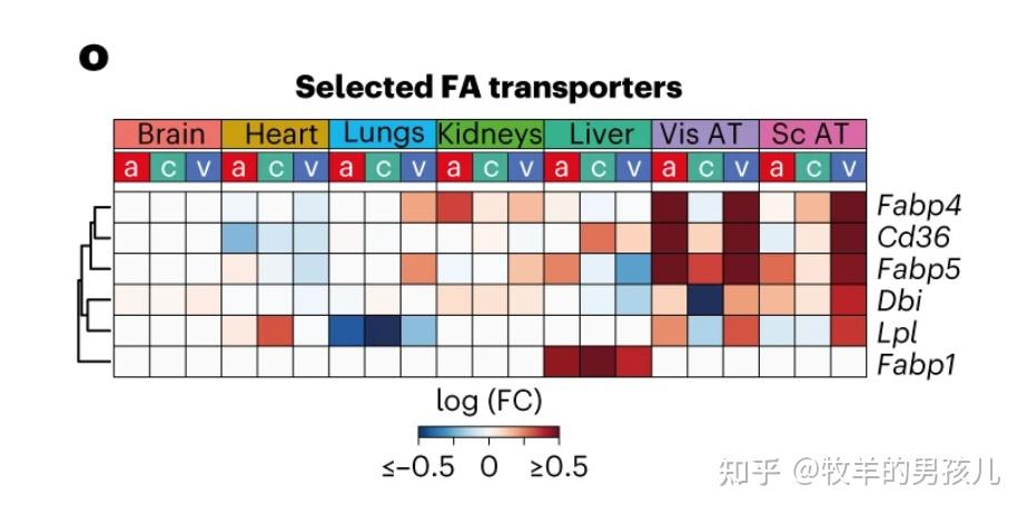 跟着Nature Metabolism学作图:R语言ggplot2热图组合树图和双层分组标记 - 知乎