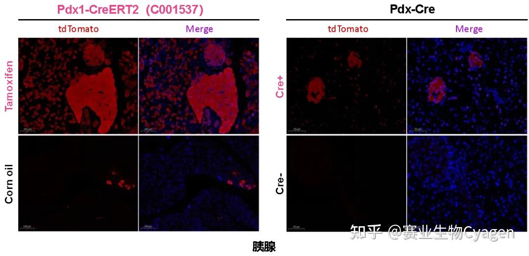 胰腺特异性工具鼠模型——Pdx1-CreERT2小鼠 - 知乎