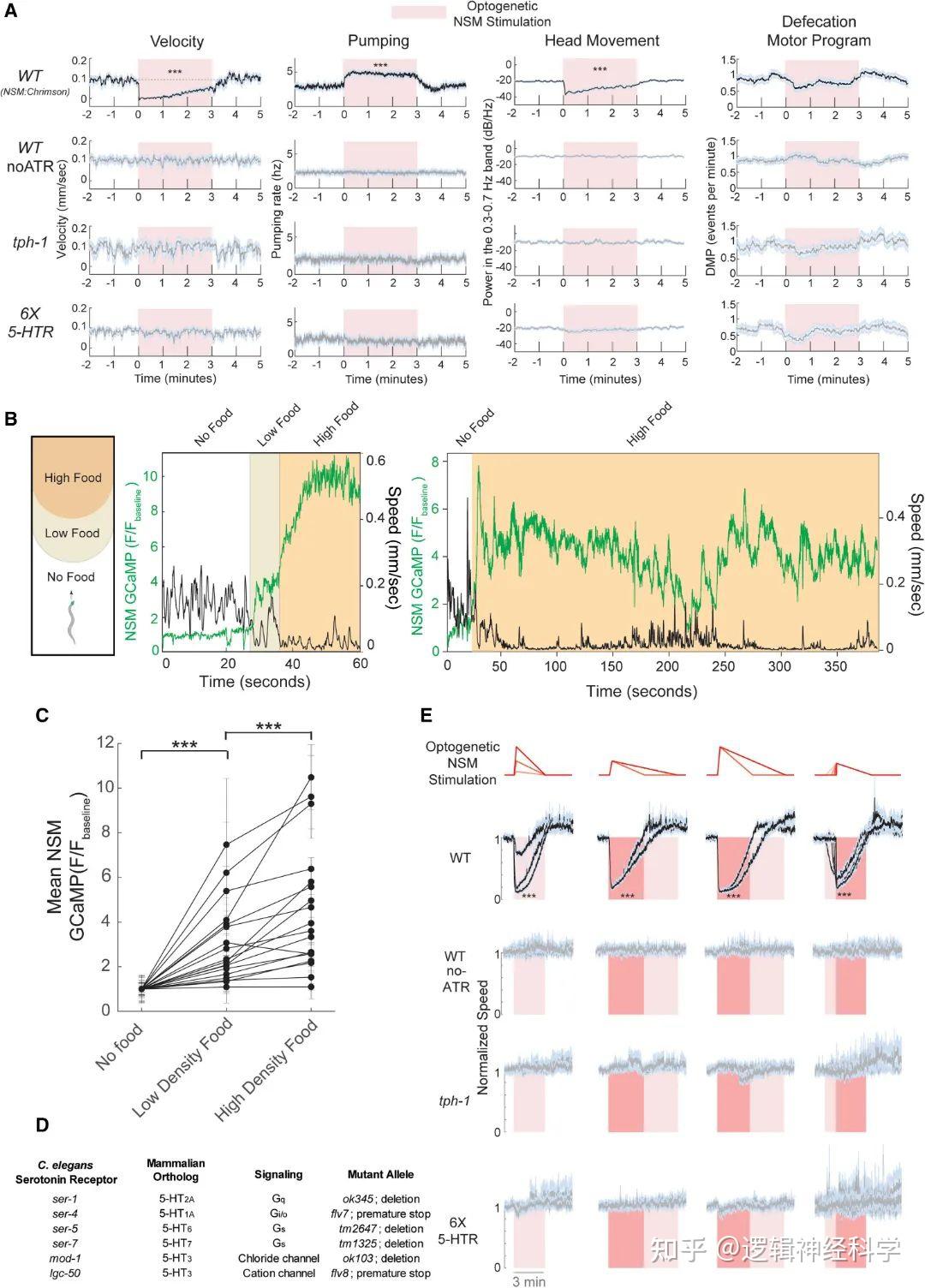 Cell︱麻省理工学院团队在全脑尺度上剖析秀丽隐杆线虫血清素能系统的功能图谱 - 知乎