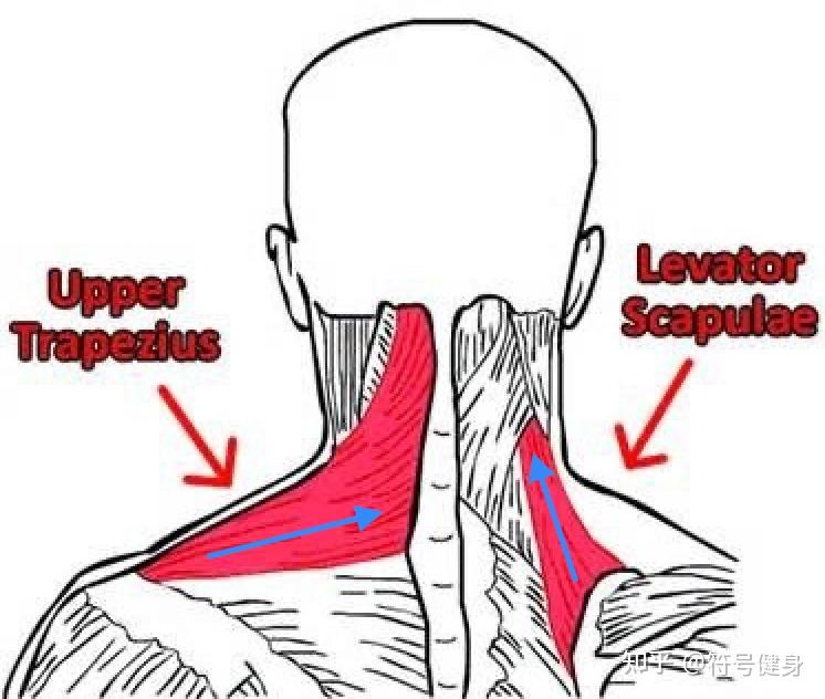 如何缓解肩颈区域（上斜方肌和肩胛提肌）僵硬紧张？ - 知乎