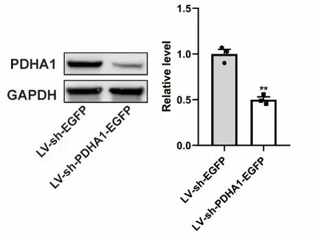 四川大学华西医院岑小波团队揭示PDHA1调节可卡因相关记忆的机制 - 知乎