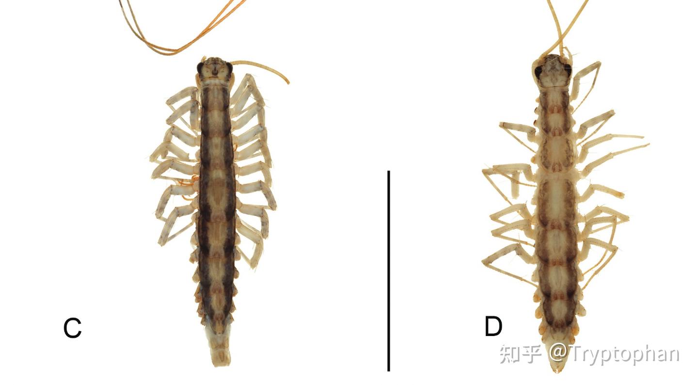 【Scutigeromorpha 】世界蚰蜒属征译名 分类 图鉴 - 知乎