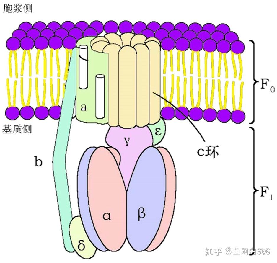 氧化磷酸化 知乎