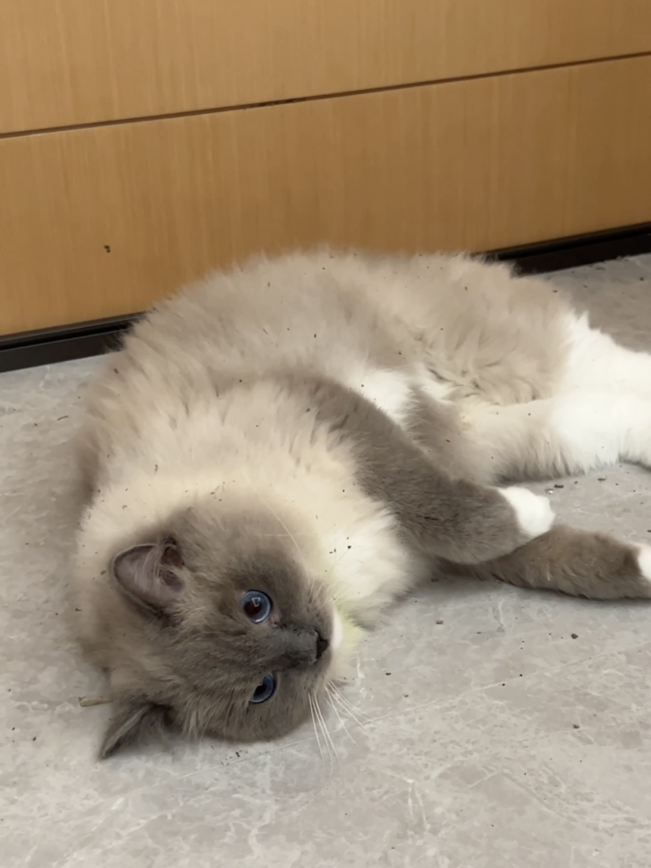 猫薄荷是什么原理？对猫有什么作用？ 知乎 0483