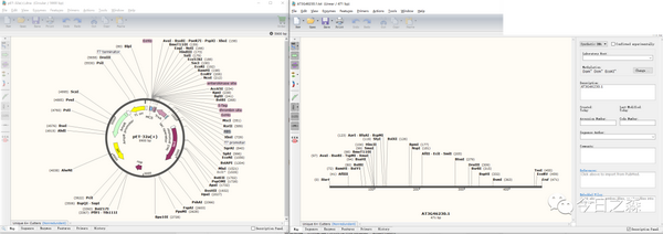 技巧（1）——利用SnapGene构建载体，模拟基因克隆，酶切，连接及电泳检测 - 知乎