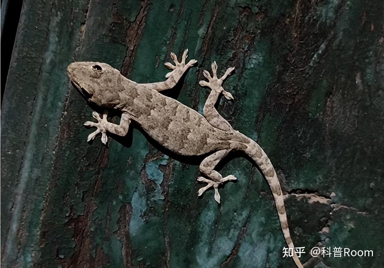 神奇的壁虎来历揭秘！怎么说都不杀的家壁虎到底是什么？ - 知乎