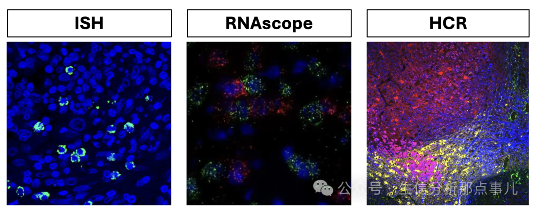 HCR-probe探针设计-R语言版本(一） - 知乎