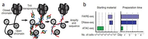 ChiP-Seq与ATAC-Seq技术简介 - 知乎