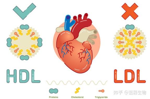 低密度脂蛋白(LDL)ELISA试剂盒 - 知乎
