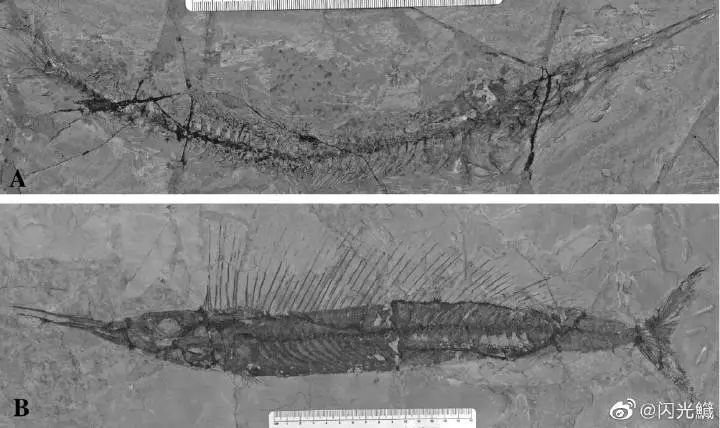 蒙特波卡：始新世的海洋之窗（1）（作者：达达） - 知乎