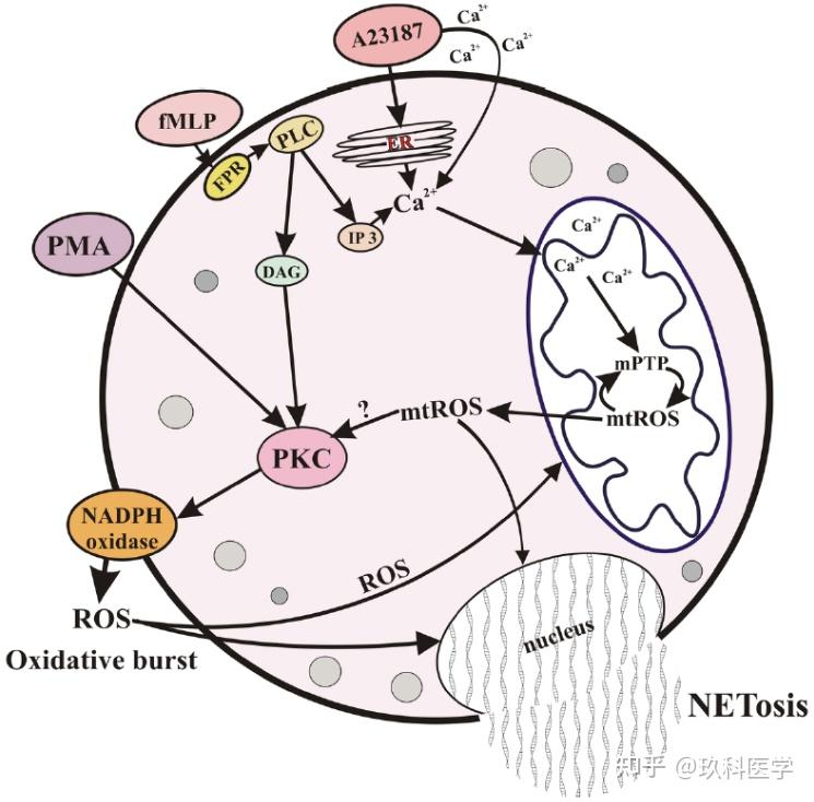 NETs/NETosis | 中性粒细胞的另一重身份：与肿瘤共谋、暗中助长 - 知乎