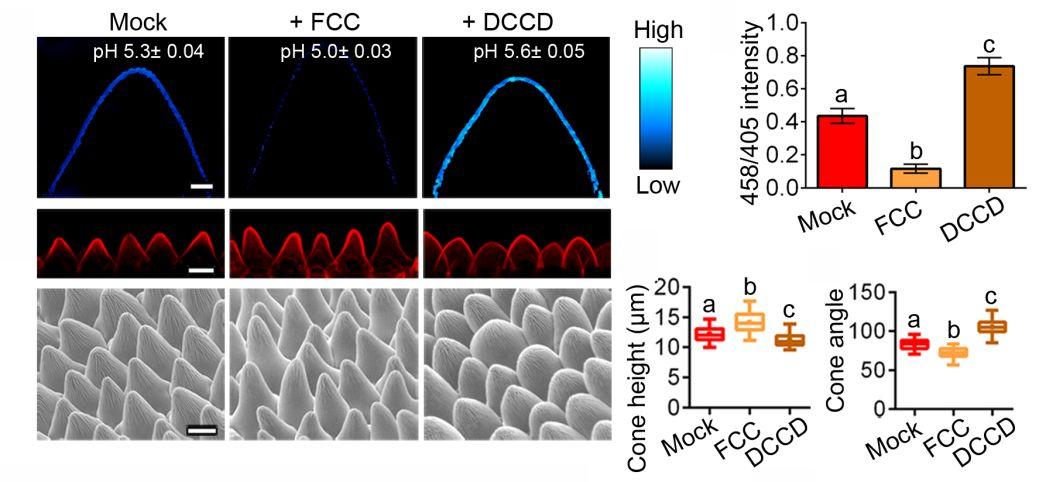 Cell Reports | 福建农林大学林德书课题组发现生长素调控锥形细胞形态的机制 - 知乎