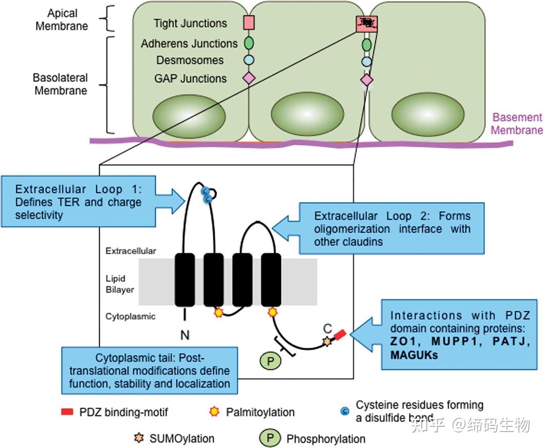 肿瘤免疫靶点 | Claudin18.2 - 知乎
