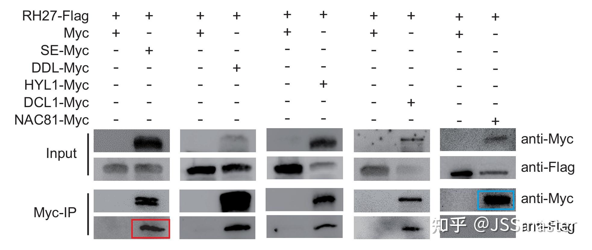 [生物竞赛]文献题解决方案-贰：CoIP和pulldown结果识图 - 知乎