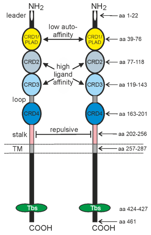肿瘤免疫新一代“王牌”的潜力靶标：TNFR2 - 知乎
