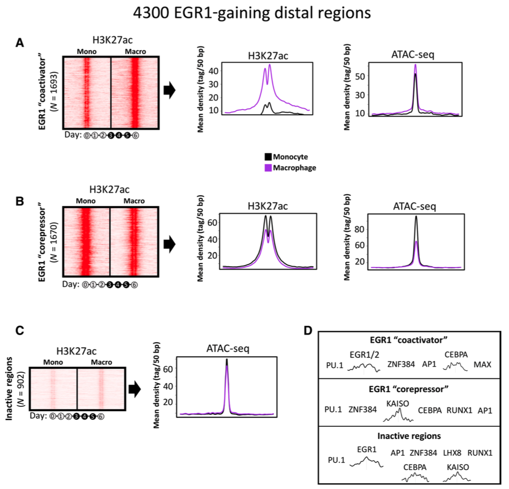 Science Advances丨EGR1 是人类巨噬细胞中炎症增强子的看门人 - 知乎