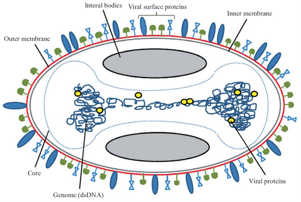 什么是溶瘤病毒？痘苗病毒VACV有什么特点？ - 知乎