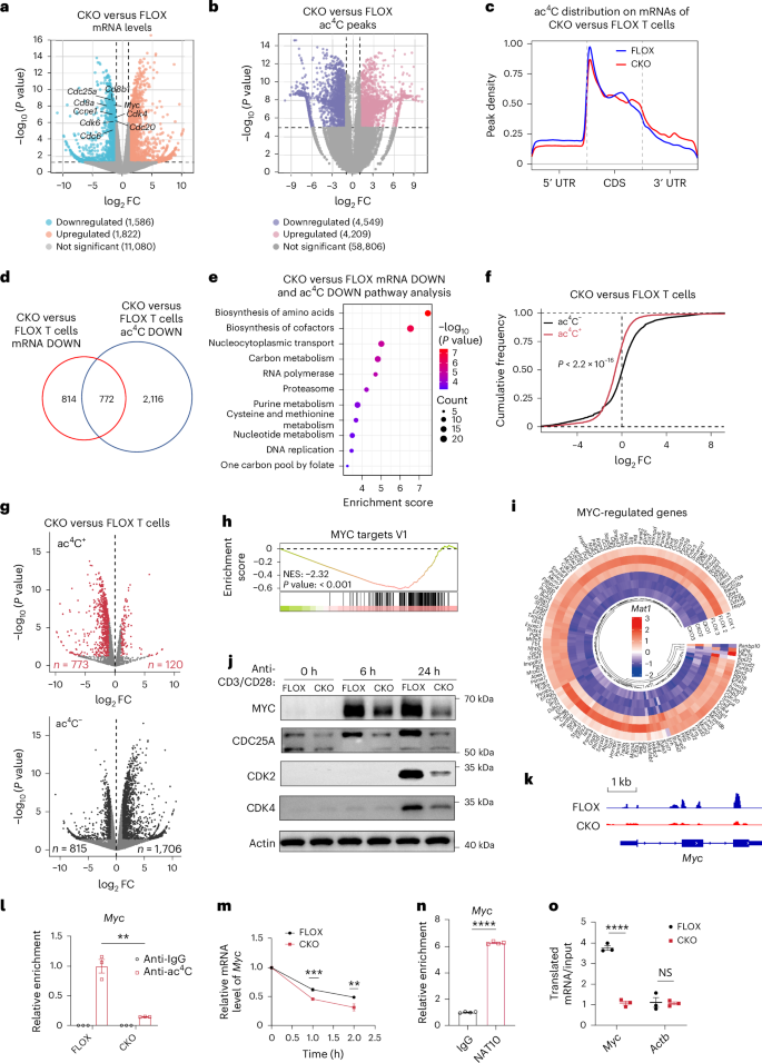 云序用户Nat Immu IF 27.7|acRIP-seq，Ribo-seq，RNA-seq联合揭秘ac4C修饰调控网络 - 知乎