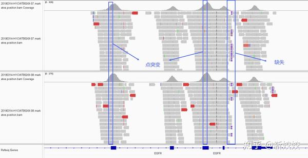 IGV快速上手指南（二）——查看靶向捕获测序数据及探针文件 - 知乎