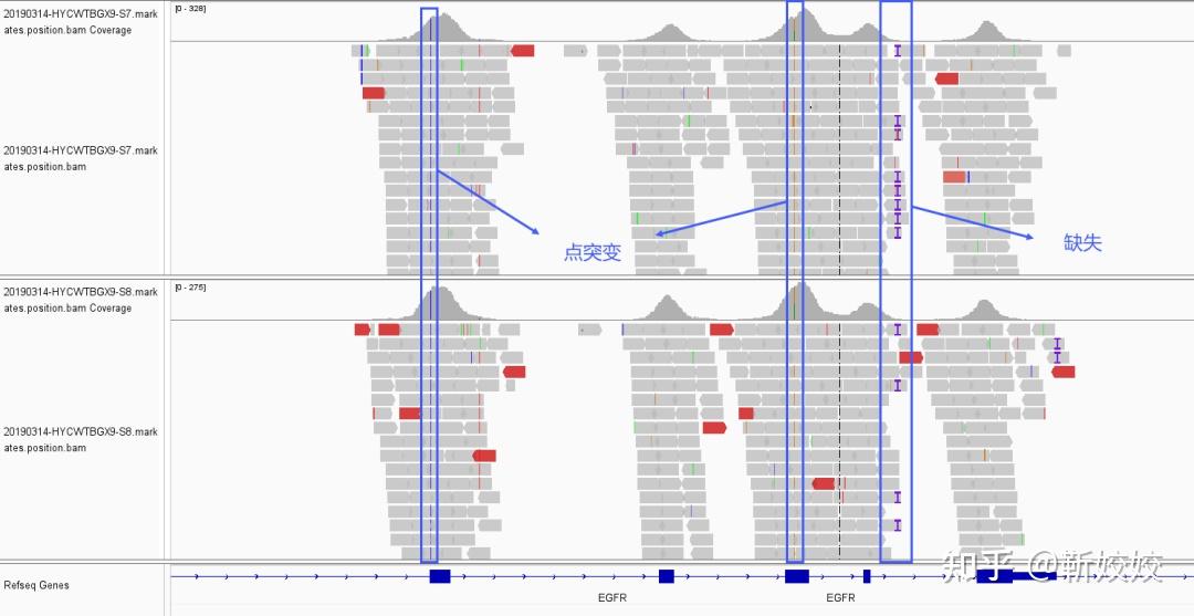 IGV快速上手指南（二）——查看靶向捕获测序数据及探针文件 - 知乎