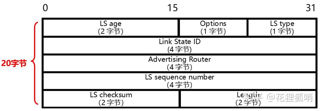 OSPF LSA报文格式总结 - 知乎