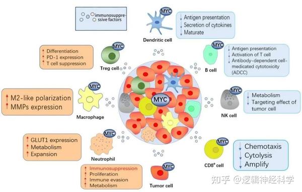 Cell Death Discov 综述︱安徽医科大学谷皓团队发表MYC对肿瘤免疫和免疫治疗影响研究综述 - 知乎