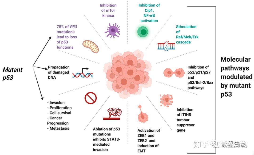 【靶点】P53 - 知乎