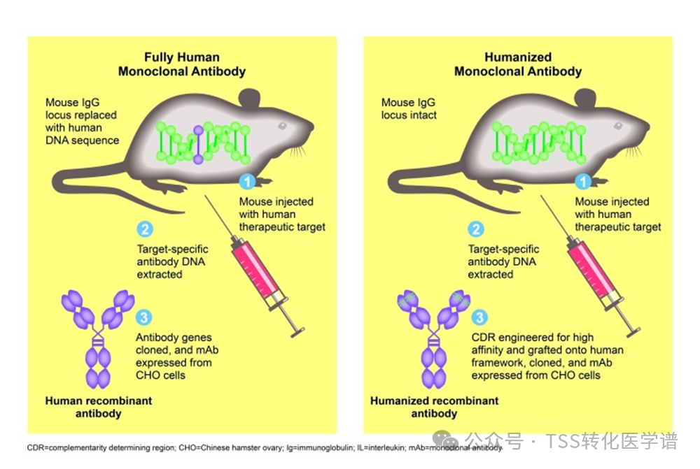 基于小鼠转基因模型的全人源化抗体发现 - 知乎