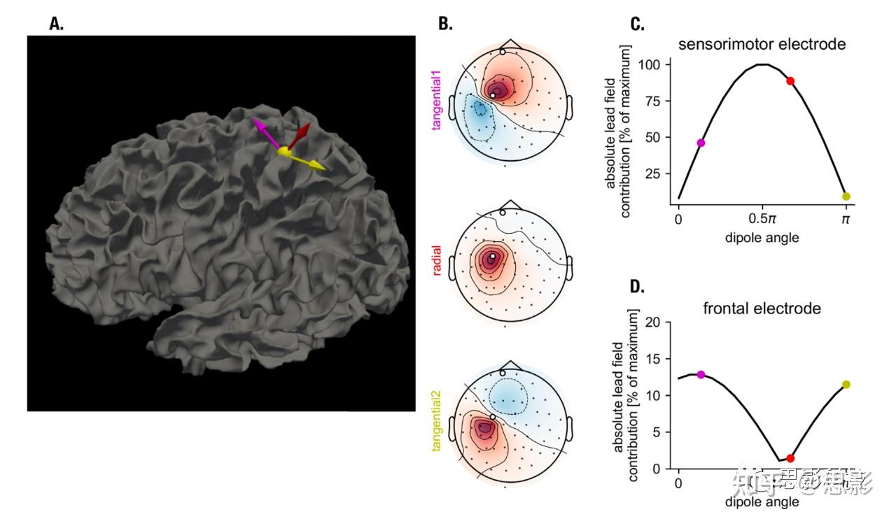 脑电/脑磁图传感器空间分析是否足够好? - 知乎