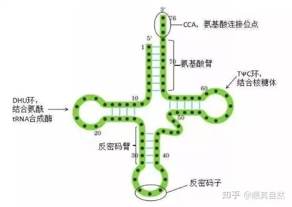 mRNA、tRNA、rRNA在蛋白质合成中的作用 - 知乎