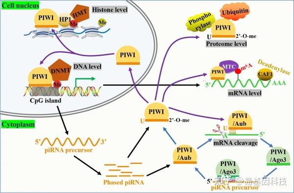 易基因：PIWI/piRNA在人癌症中的表观遗传调控机制（DNA甲基化+m6A+组蛋白修饰）｜综述 - 知乎
