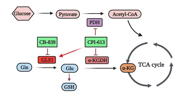 J Exp Clin Cancer Res|Yong Teng团队在头颈癌中揭示增强CPI-613抗肿瘤功效的作用机制 - 知乎