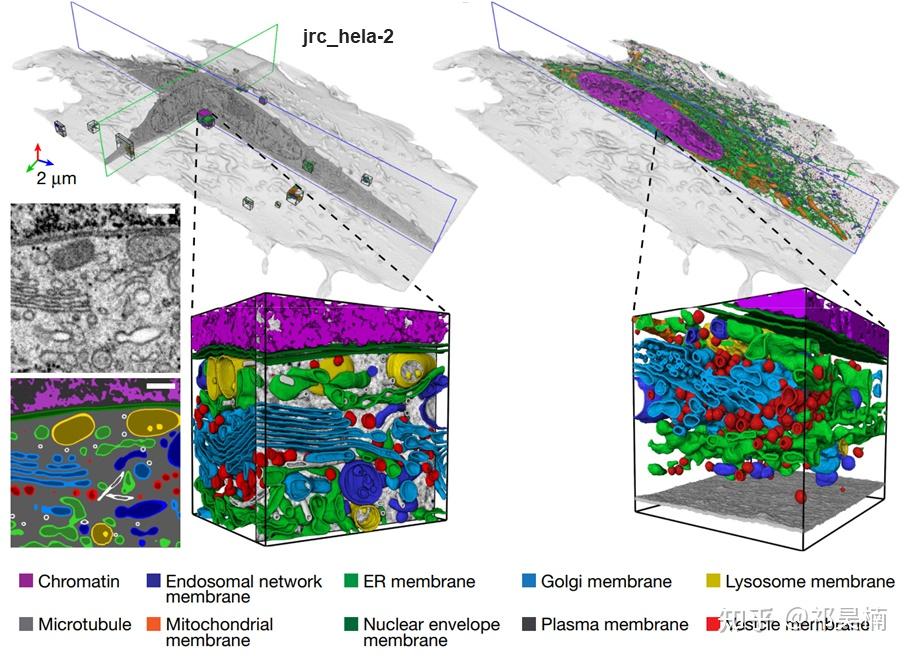 光镜电镜成像领域世界级大佬-Jennifer Lippincott Schwartz - 知乎