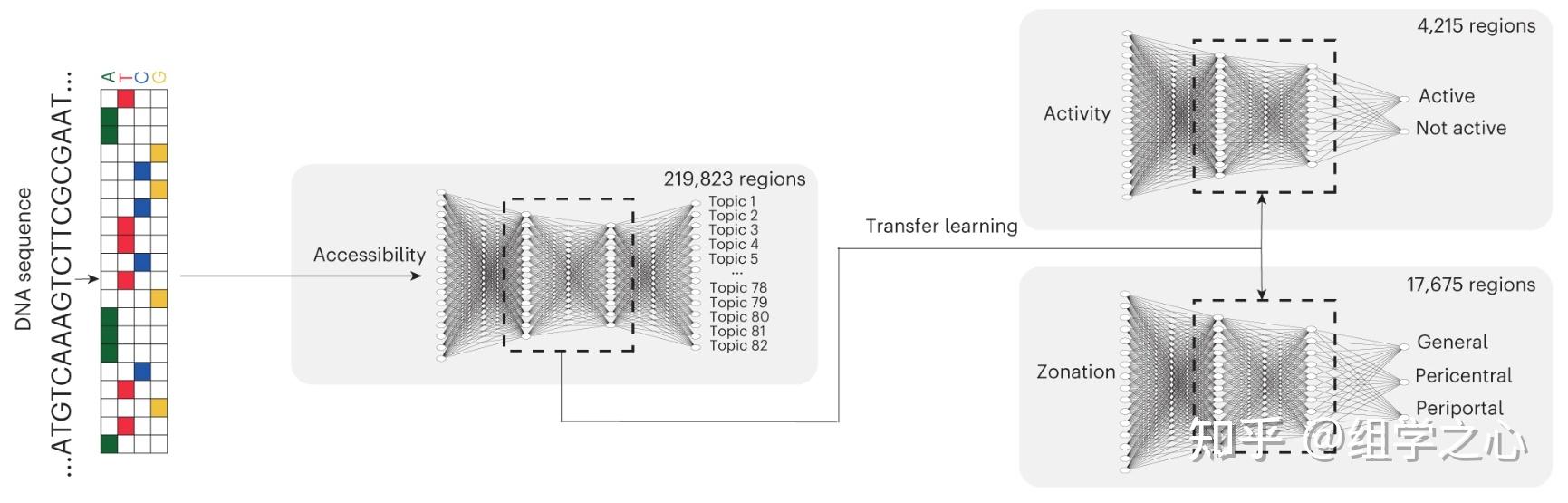 Nat Rev Genet | 如果DNA序列能“说话”？深度学习S2E（序列2表达）模型正在听懂基因组的调控秘密！ - 知乎