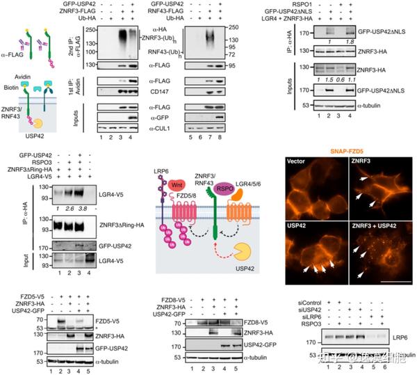 USP42保护ZNRF3/RNF43免受R-spondin依赖性清除并抑制Wnt信号 - 知乎