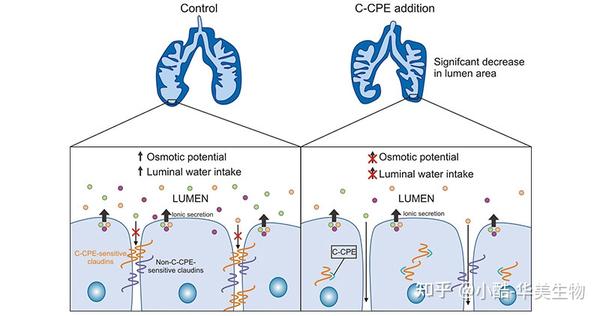 CLDN3：极为关键的紧密连接蛋白，Claudins家族再添药物靶点！ - 知乎
