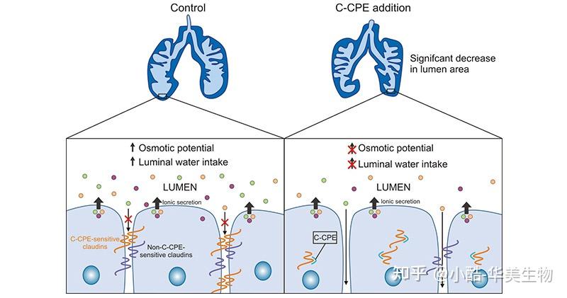 CLDN3：极为关键的紧密连接蛋白，Claudins家族再添药物靶点！ - 知乎