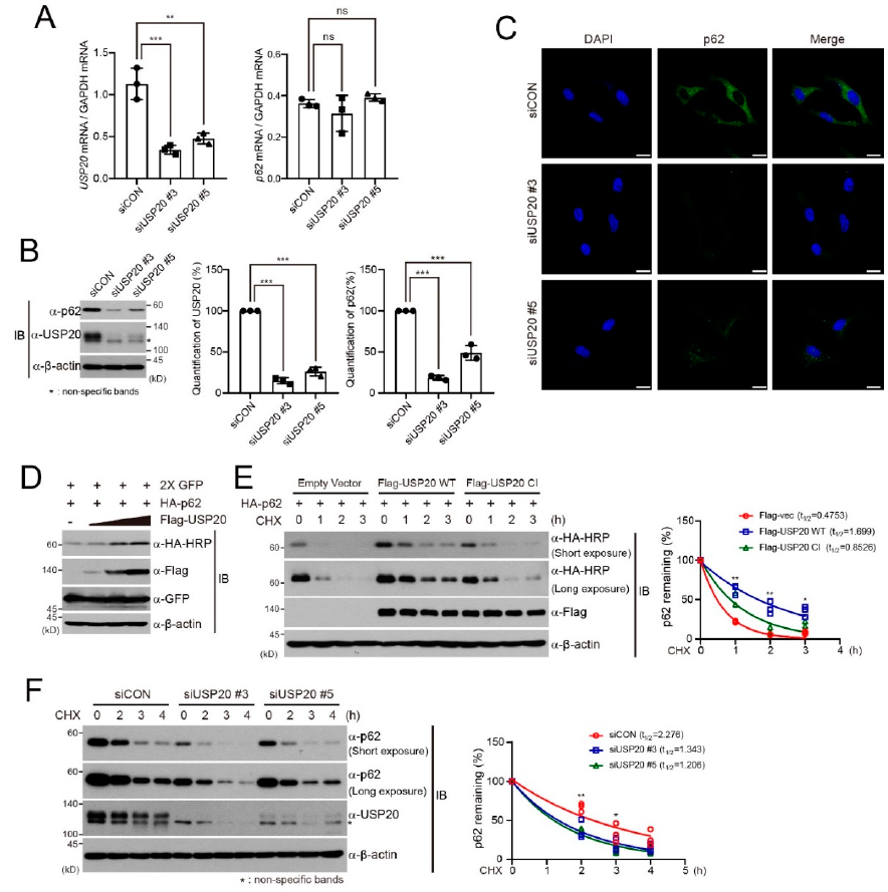 去泛素化酶USP20通过稳定p62调节TNFα诱导的NF-κB信号通路 - 知乎