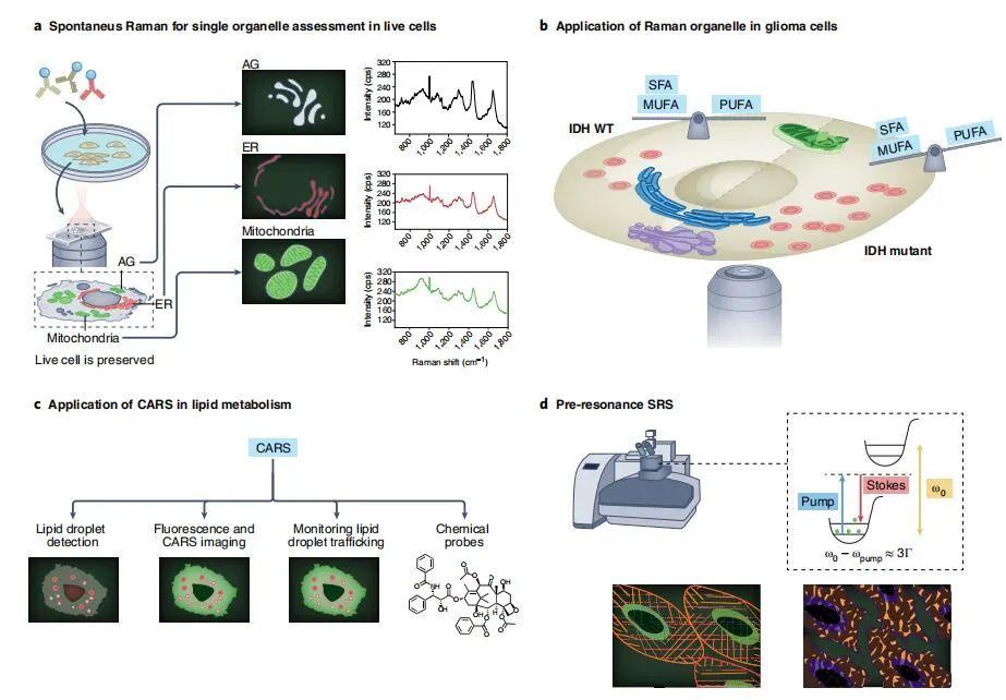 Nat Methods | 亚细胞分辨率癌细胞代谢研究进展与展望 - 知乎