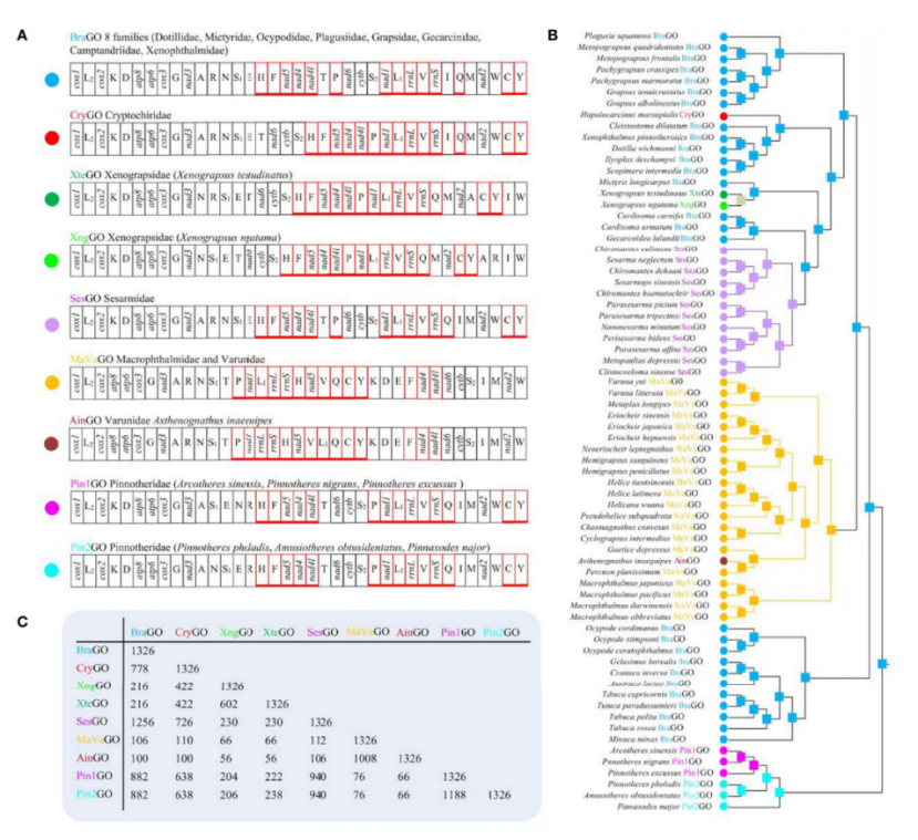 细胞器基因组|比较基因组分析助力深度挖掘细胞器进化关系 - 知乎