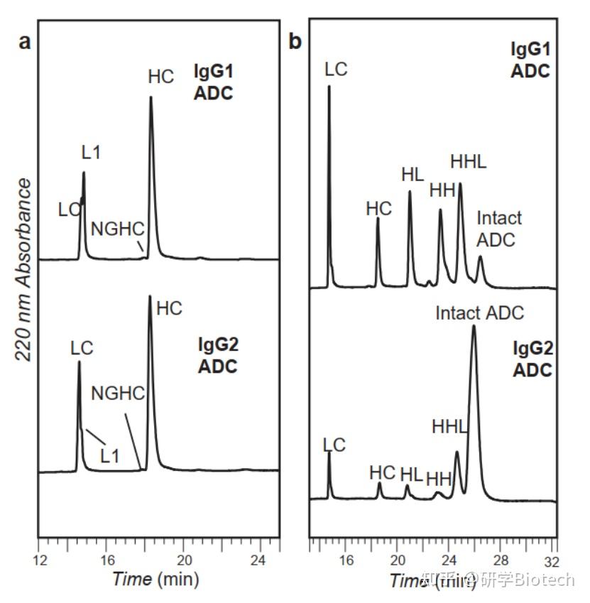半胱氨酸偶联的IgG1/ IgG2抗体偶联药物(ADC)表征对比分析 - 知乎