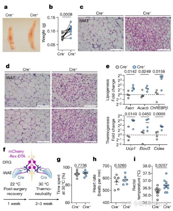 Nature：脂肪组织的体感神经支配的作用 - 知乎