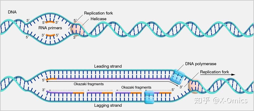 Nature子刊 | 转录决定人类细胞中DNA复制的起始和终止 - 知乎