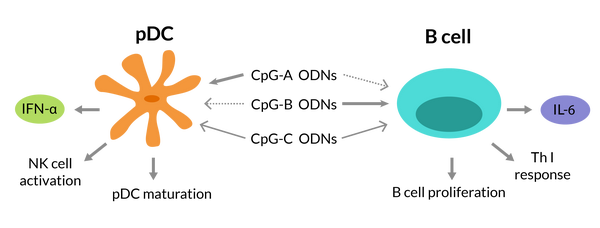 修饰引物/探针系列详解—CpG ODN - 知乎