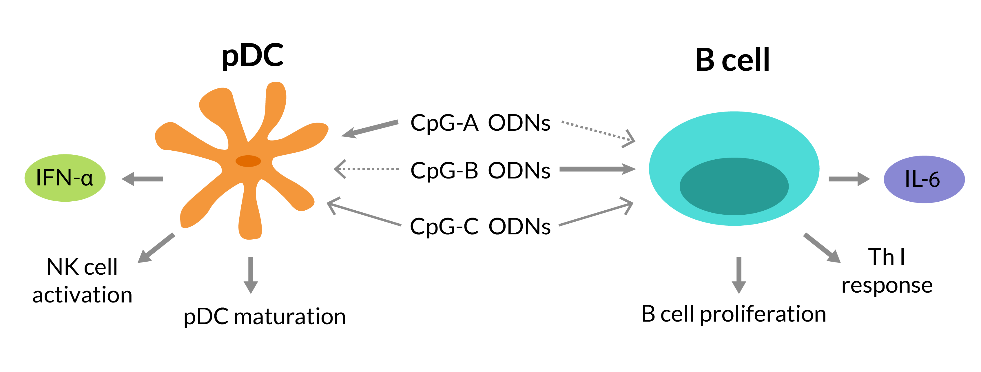修饰引物/探针系列详解—CpG ODN - 知乎