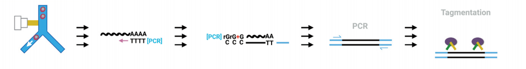 Smart-seq2单细胞全长转录组测序——技术详解 - 知乎