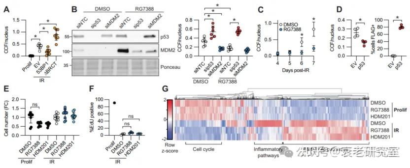 Nature子刊：p53 增强 DNA 修复，并抑制衰老细胞中的细胞质染色质片段和炎症！ - 知乎