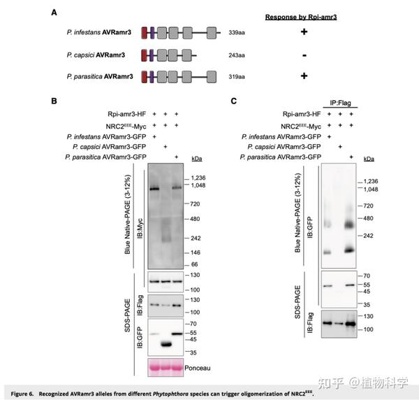 EMBO J 一作详解 | 英国TSL研究所Jonathan Jones组发现植物辅助型抗病蛋白(Helper NLR)激活机制 - 知乎