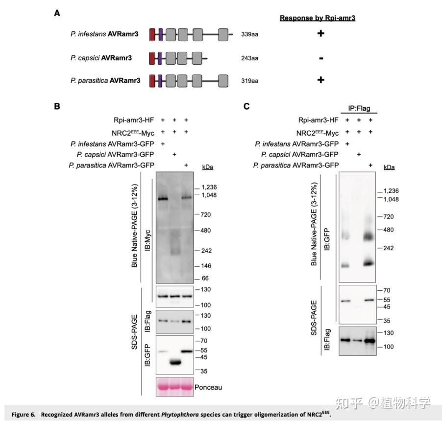 EMBO J 一作详解 | 英国TSL研究所Jonathan Jones组发现植物辅助型抗病蛋白(Helper NLR)激活机制 - 知乎