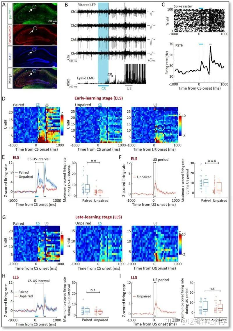J Neurosci︱陆军军医大学胡波课题组揭示背侧海马小清蛋白阳性中间神经元在联合型运动学习中的作用及其网络活动机制 - 知乎